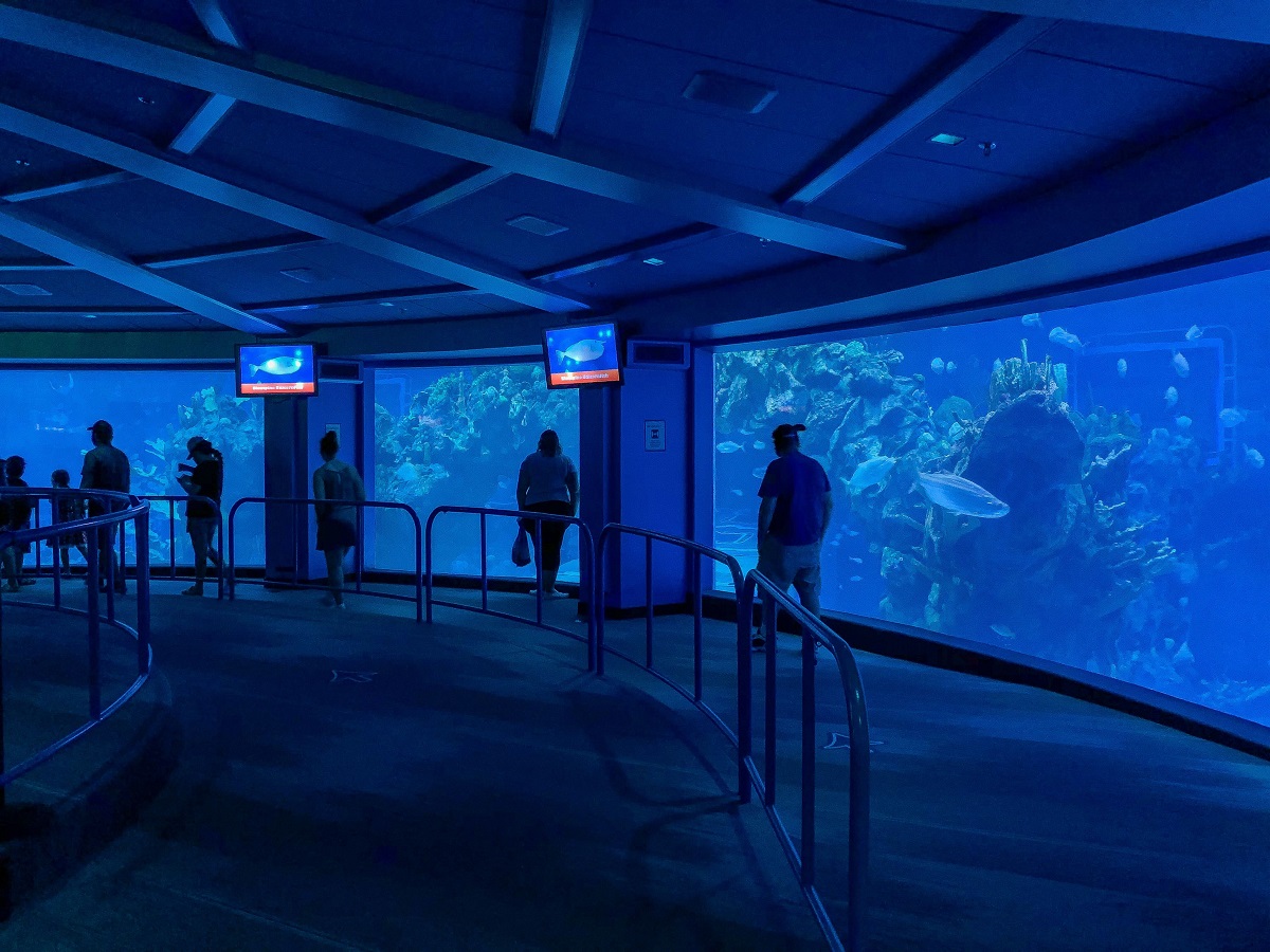 The Seas Main Tank and Exhibits | EPCOT