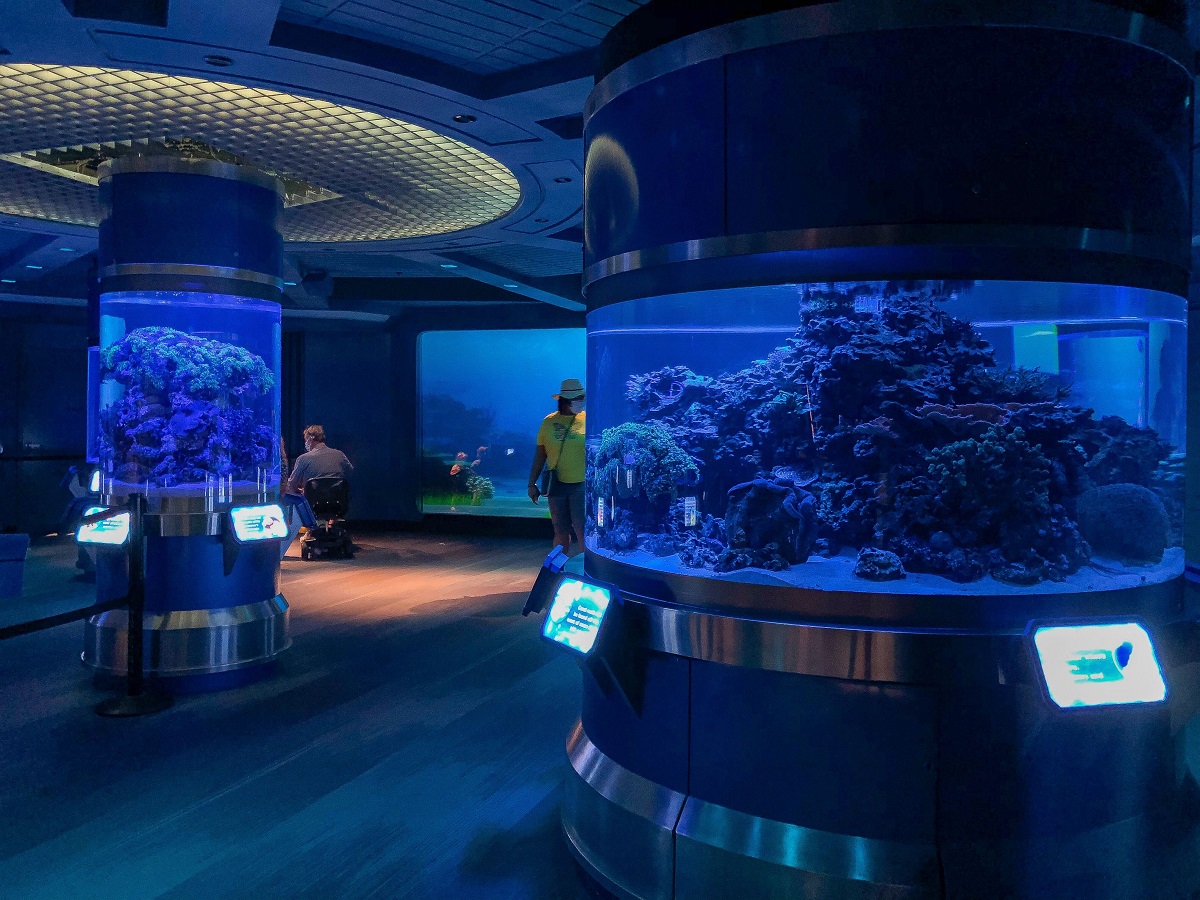 The Seas Main Tank and Exhibits | EPCOT